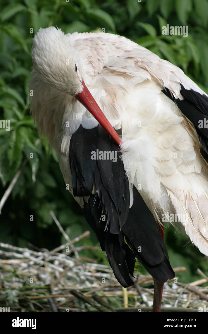 Junger storch hi-res stock photography and images - Alamy