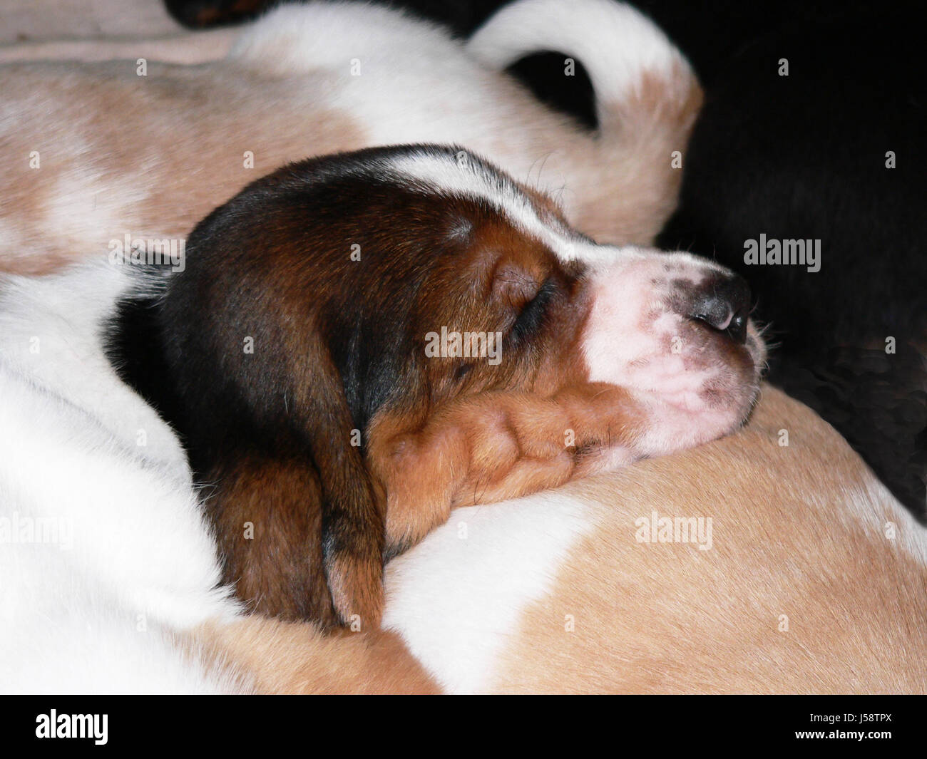 Tired i hi-res stock photography and images - Alamy