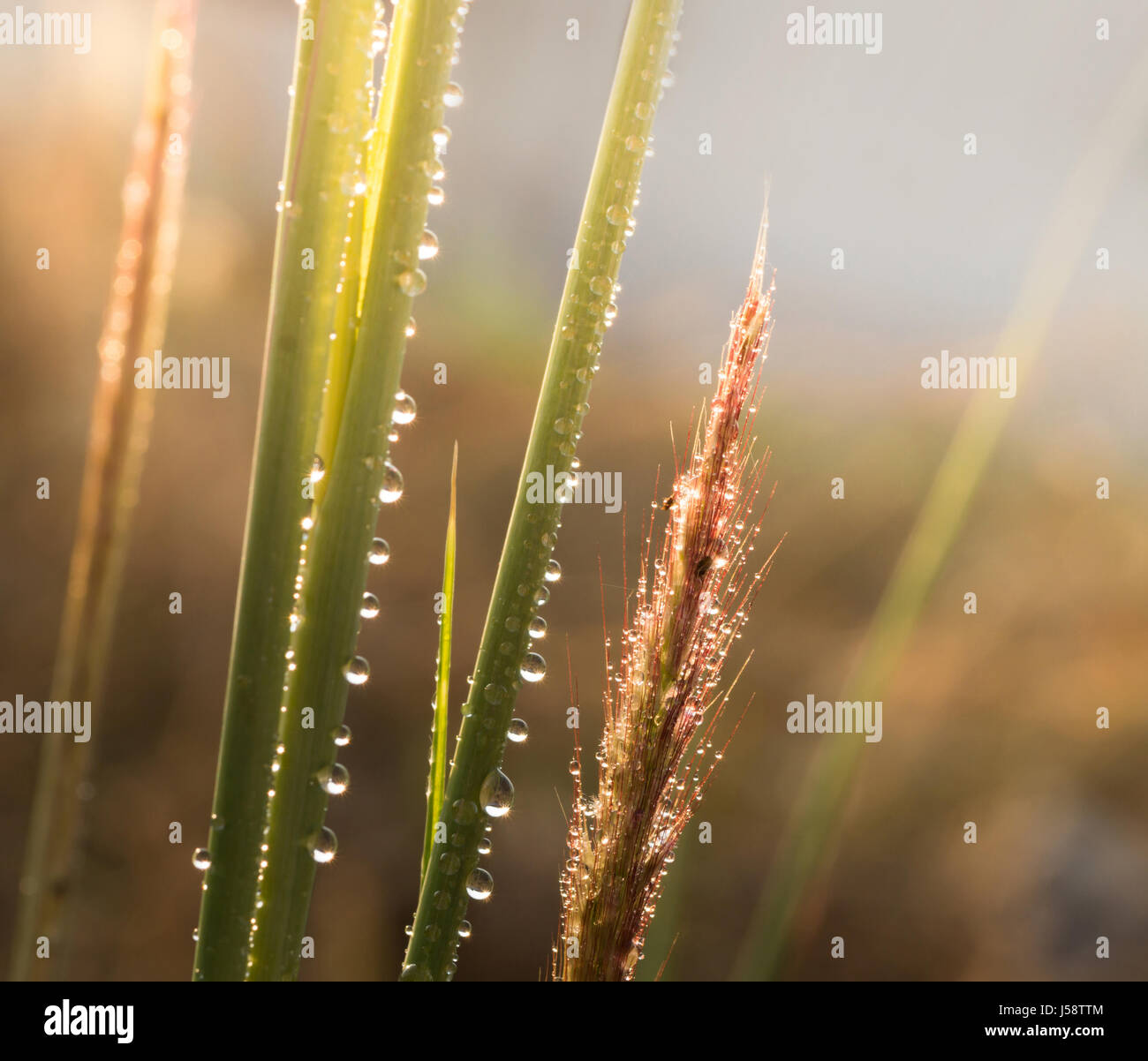 Abstract warm tone lens hi-res stock photography and images - Alamy