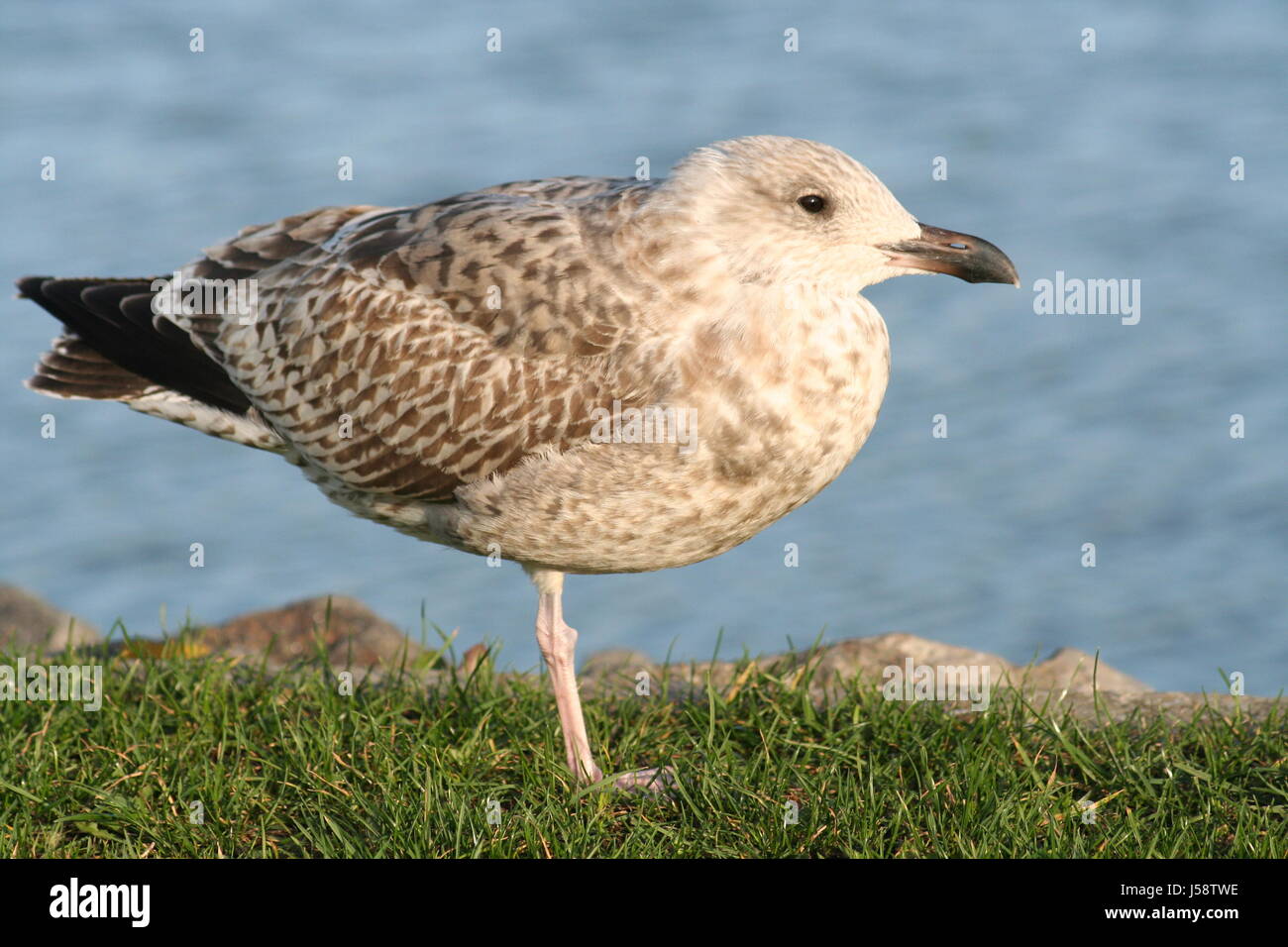 flight bird animals water north sea salt water sea ocean birds wing ...
