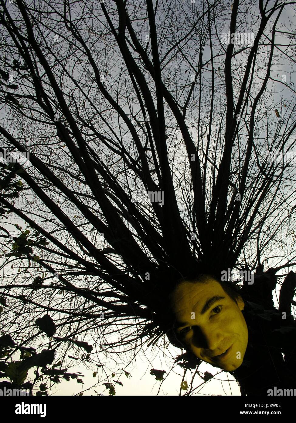 Forking tree hi-res stock photography and images - Alamy