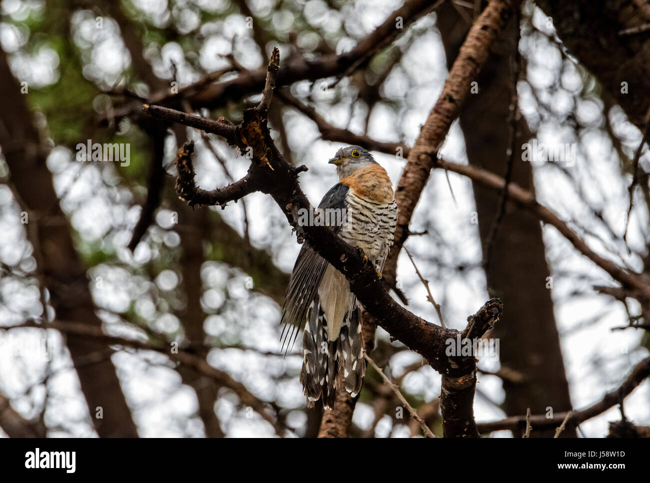 Red-chested Cuckoo (Cuculus solitarius) Perched in a Tree in Northern ...