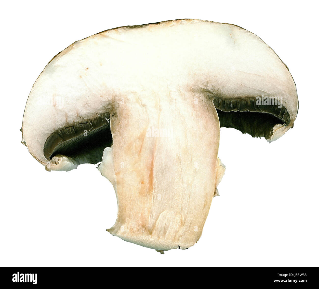 Fel edelpilz hi-res stock photography and images - Alamy