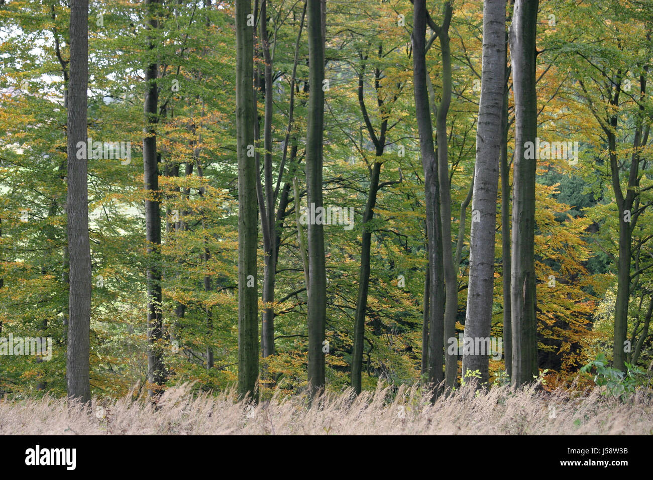 beech forest in autumn Stock Photo - Alamy