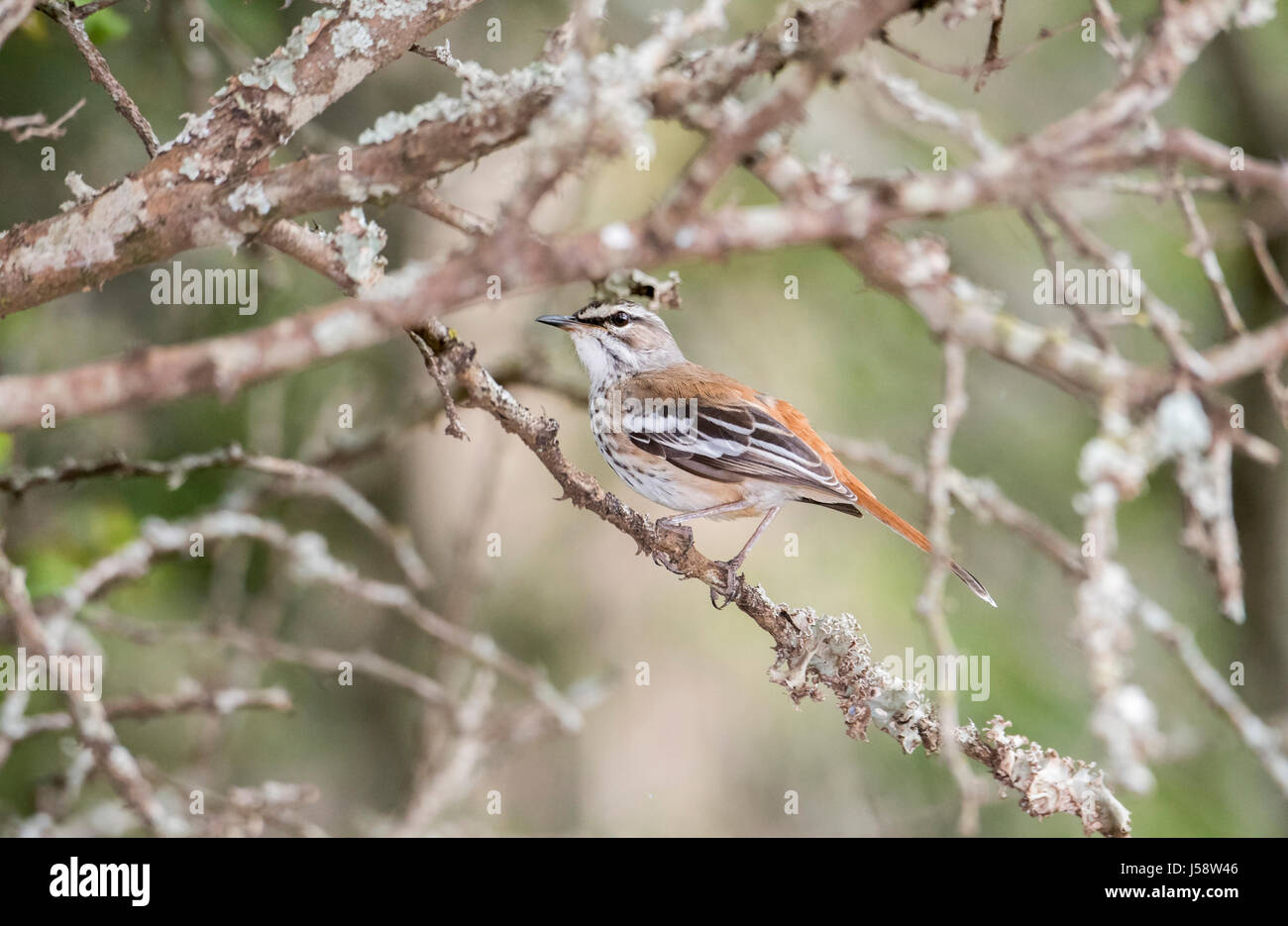 Red backed scrub robin hi-res stock photography and images - Alamy