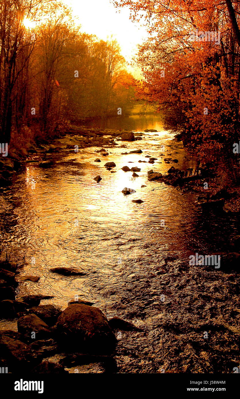 leaves mirroring colour season colors colours shine shines bright ...