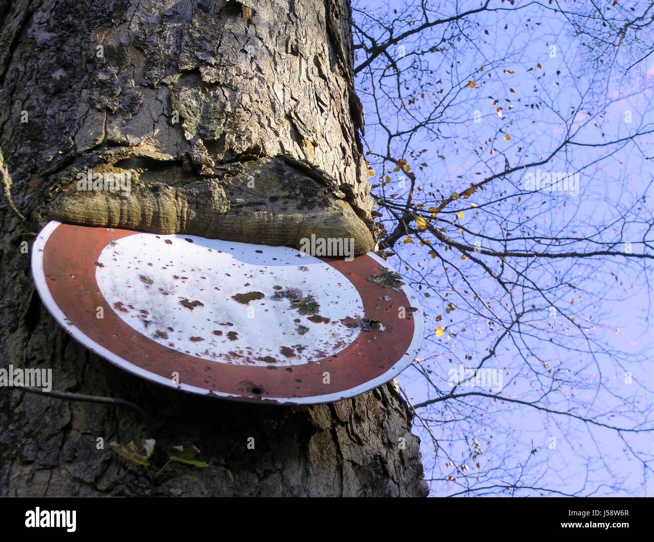 sign signal tree ailing bark coalesce traffic sign grown complete ...