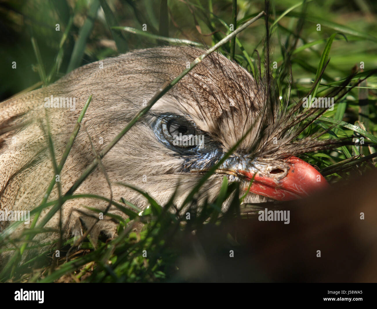 blue animal bird green fauna wild animals hunter birds raptor grey gray ...