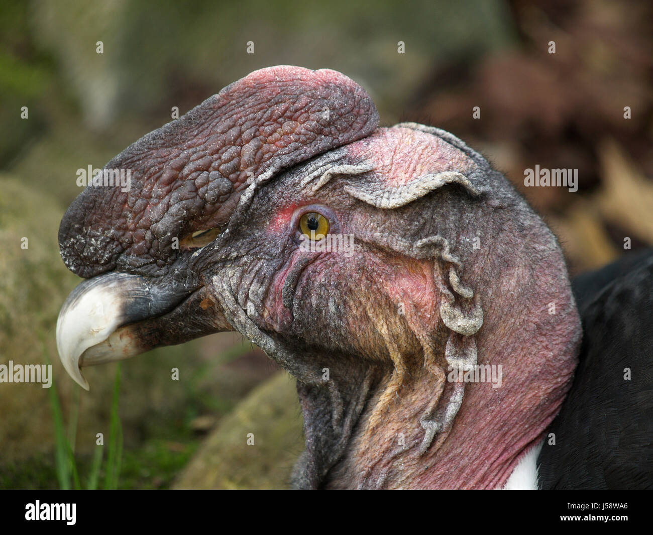 Anden condor hi-res stock photography and images - Alamy