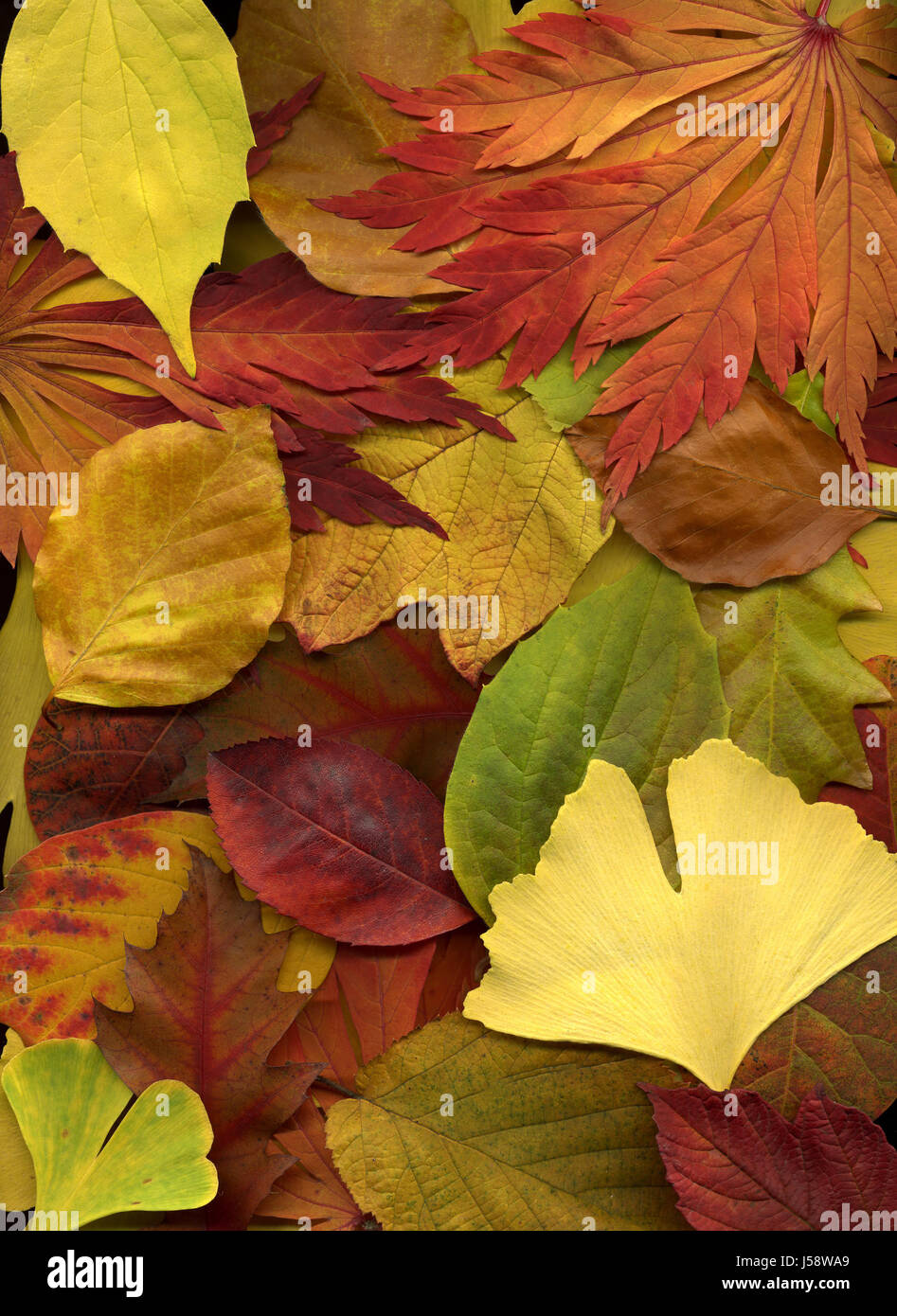 tree trees leaves autumn leaves colour season variety colors colours ...
