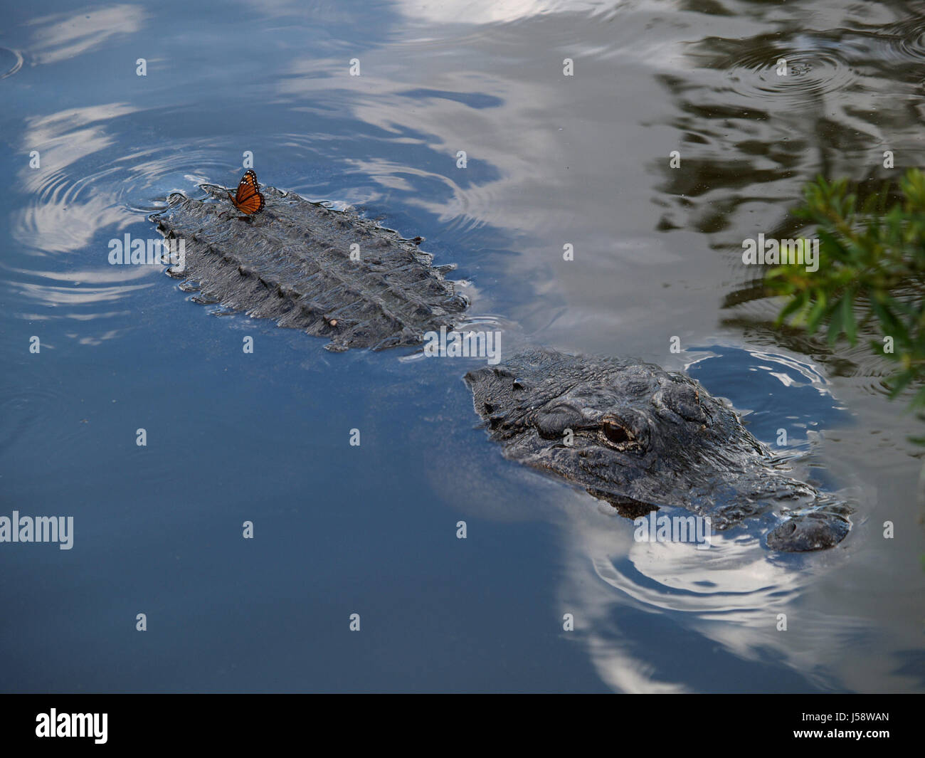 Hunter butterfly hi-res stock photography and images - Alamy