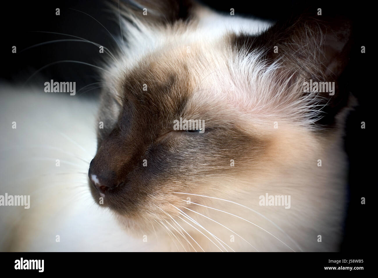 Stubentiger hi-res stock photography and images - Alamy