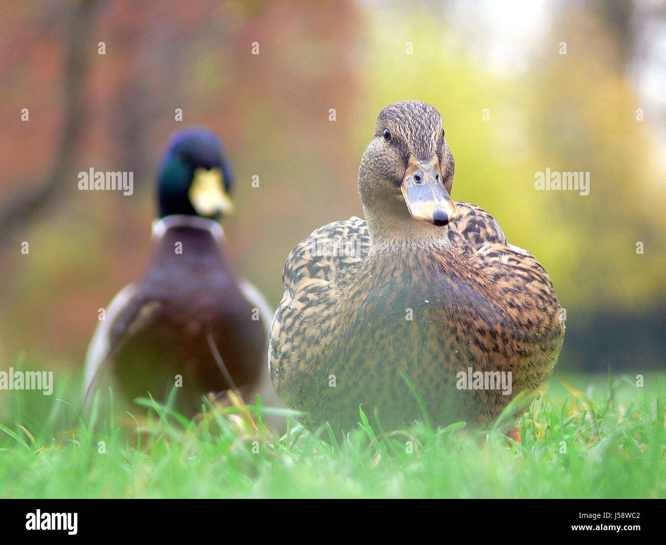 goose and drake Stock Photo - Alamy