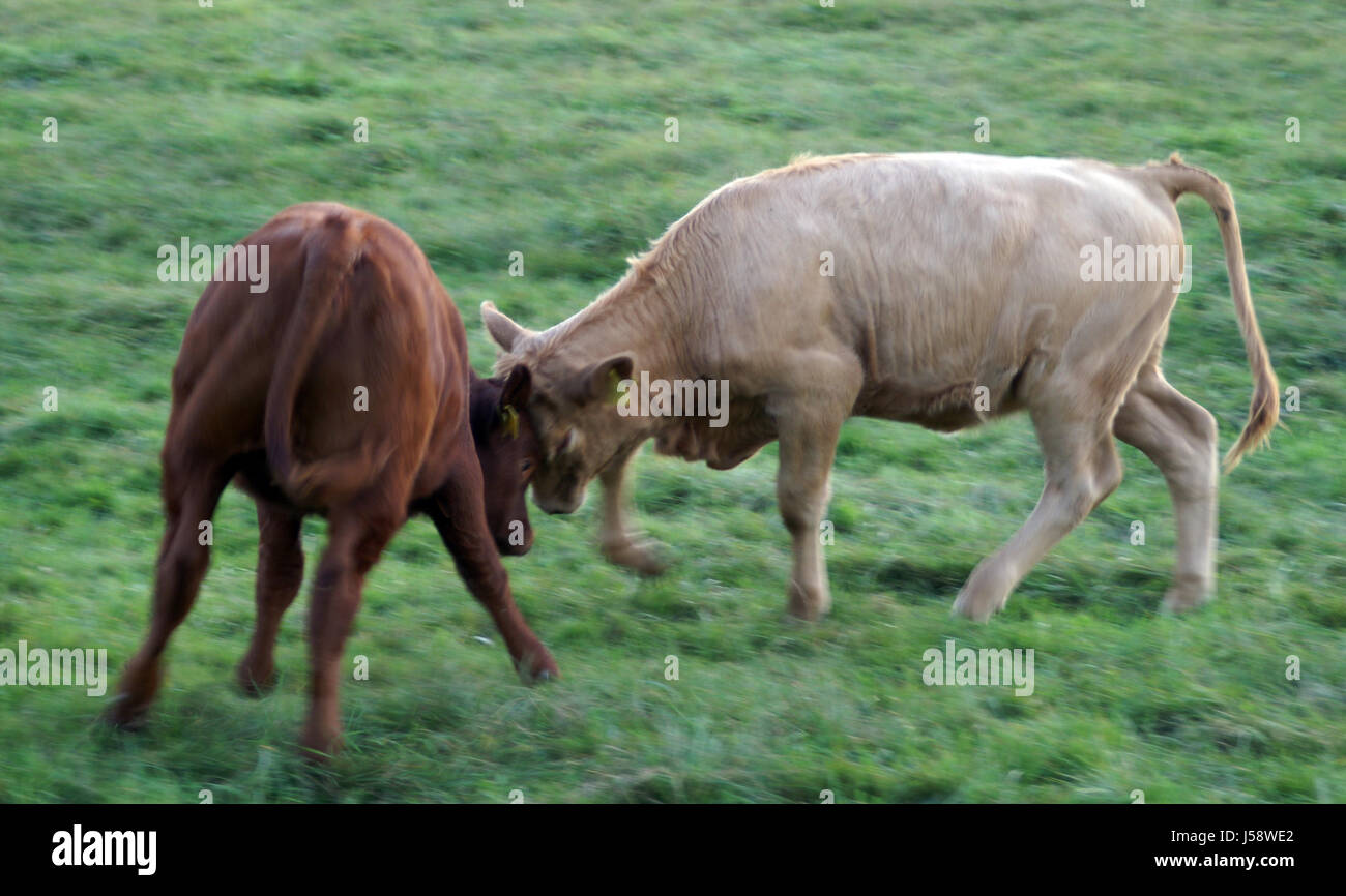 fight fighting cornets cow cows dispute bullock oxen difference of ...