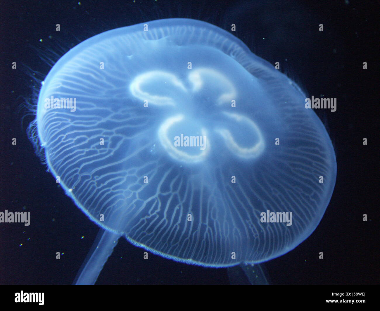 animal blank european caucasian depth depths underwater creature banner ...