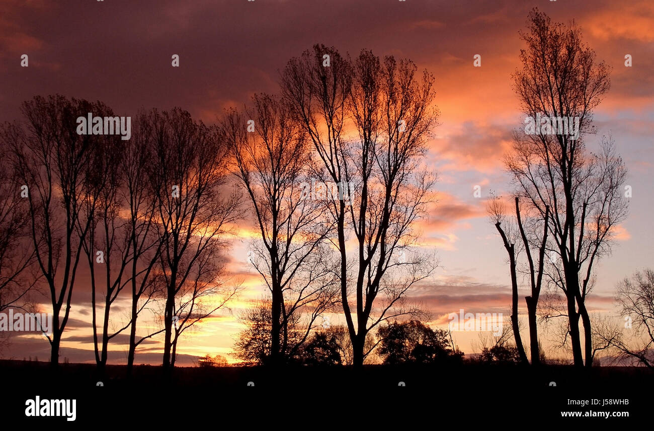 tree trees sunrise coloured in the morning frowningly menacing today ...