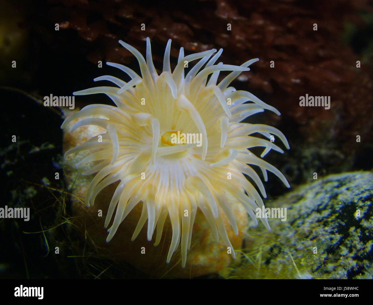 aquarium water north sea salt water sea ocean radio silence quietness ...