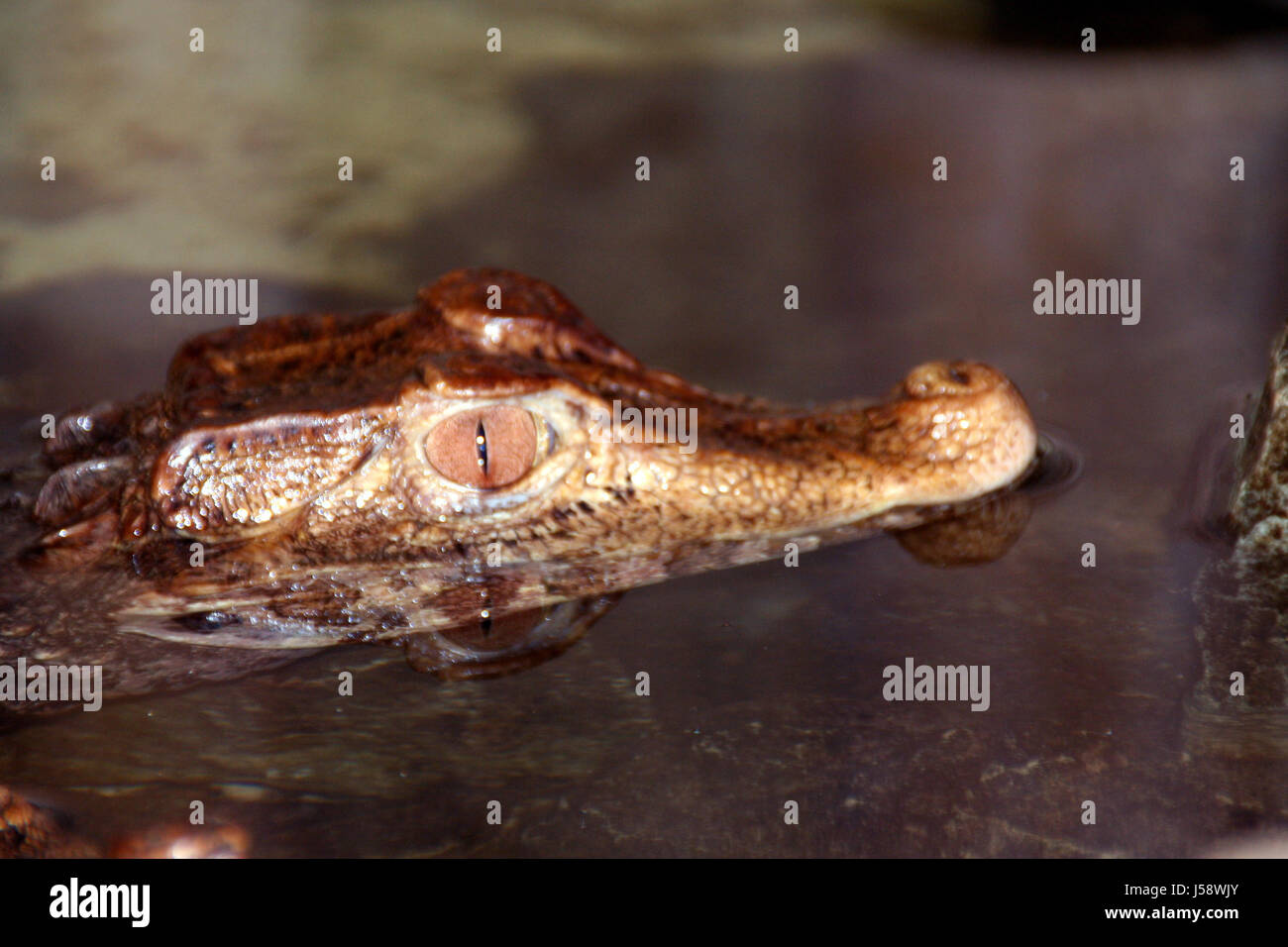 Snakes reptiles reptiles hi-res stock photography and images - Alamy