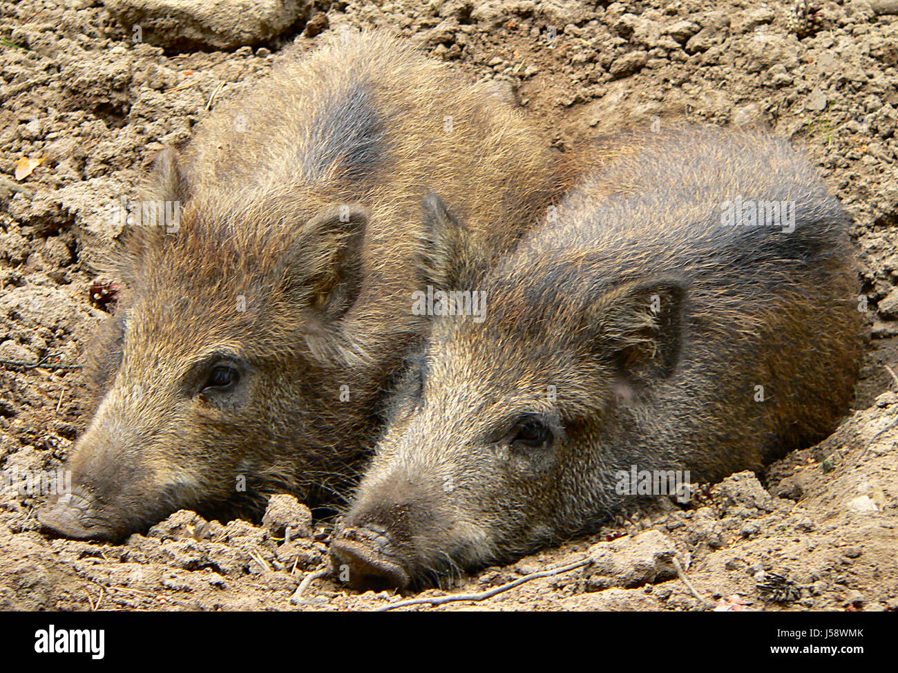 wellbeing with each other cuddle homey domestic boars harmony accord ...