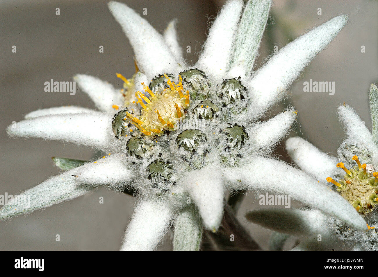 flower plant bloom blossom flourish flourishing alps flowers high ...