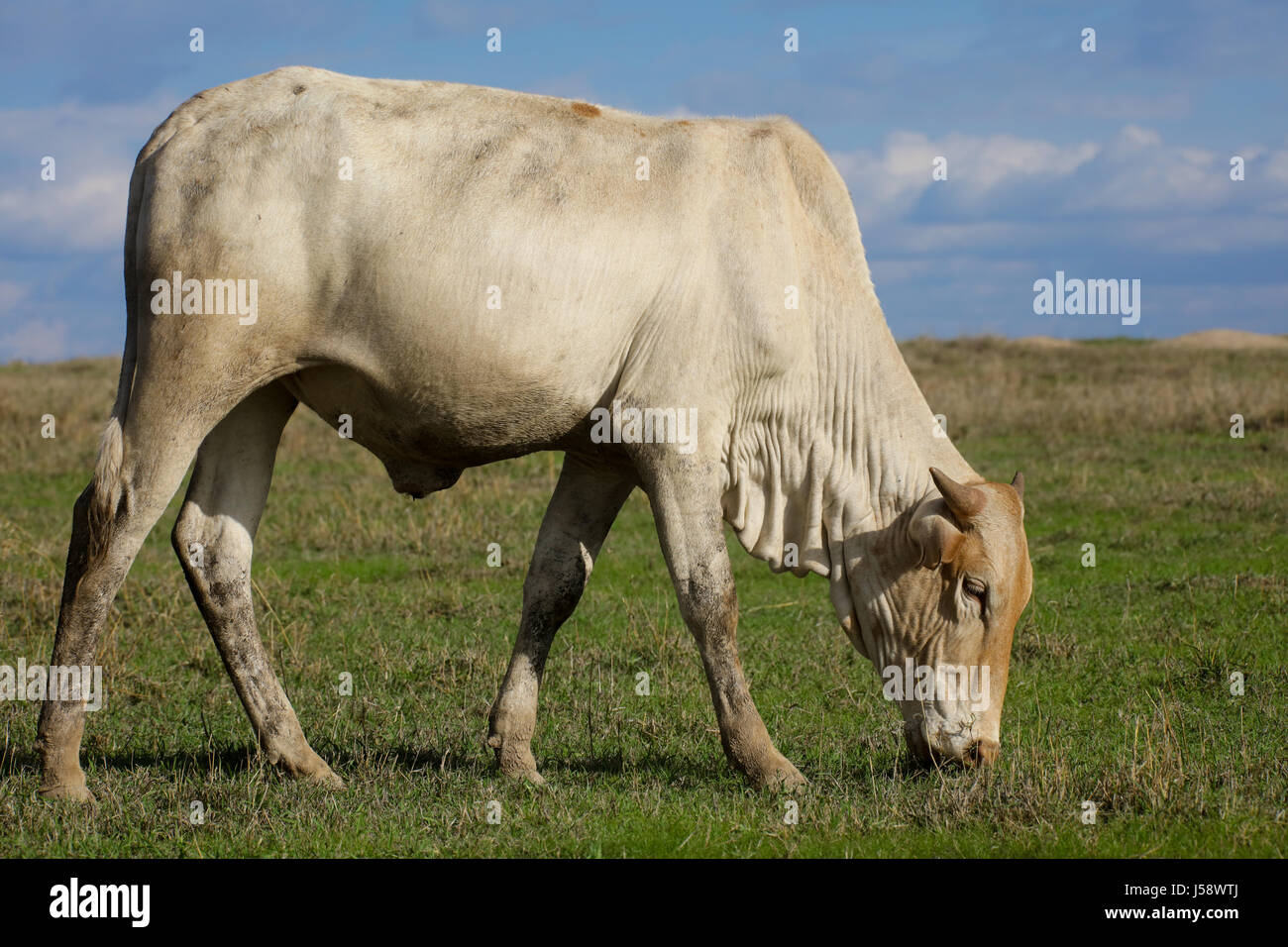 Boran cattle hi-res stock photography and images - Alamy