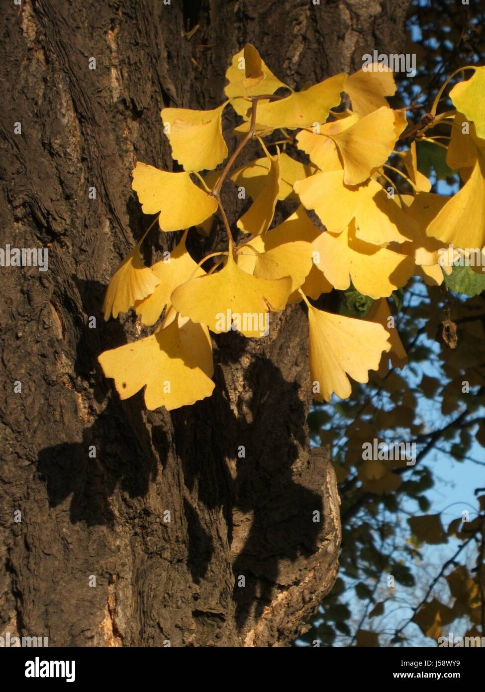 tree,leaves,blaze of colours,nature,fall,autumn,ginkgobaum ...