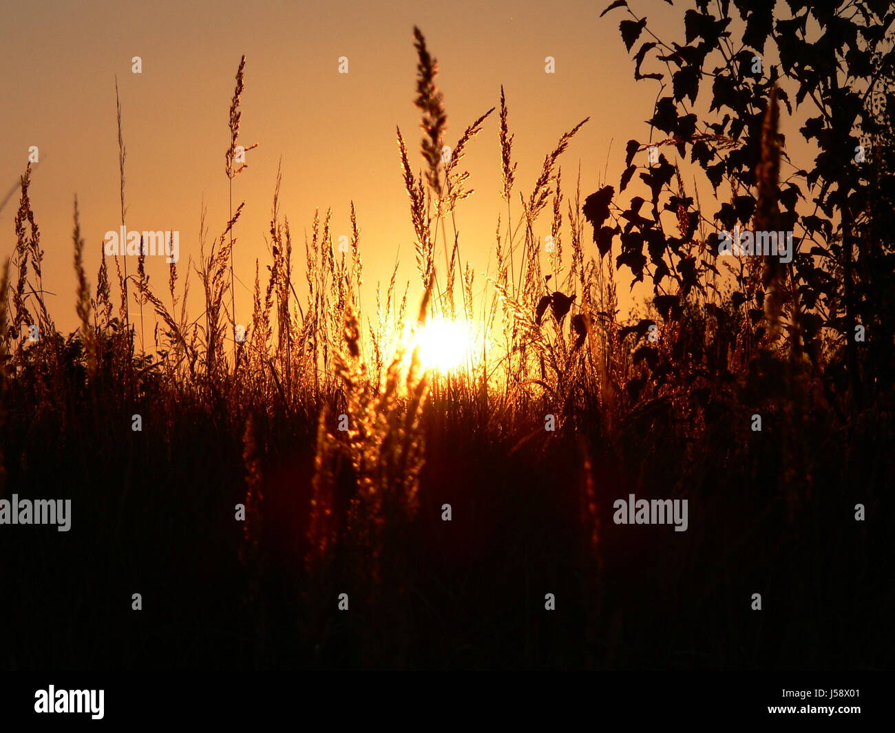 sunset sunbeams bushes counter-light blades of grass blade of grass grass Stock Photo - Alamy