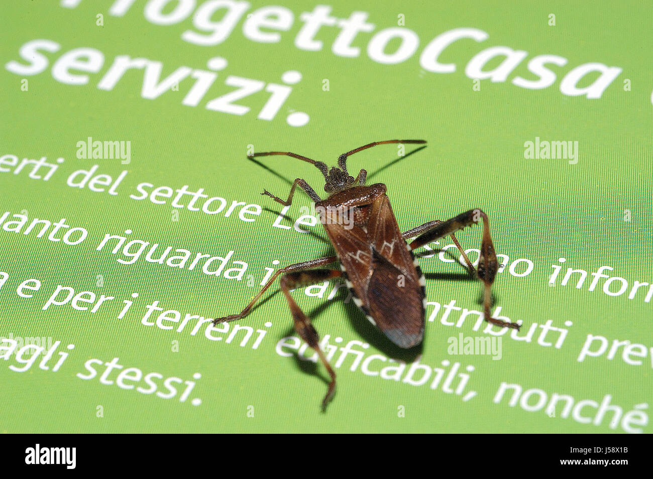 Claws insect animal beetle hi-res stock photography and images - Alamy