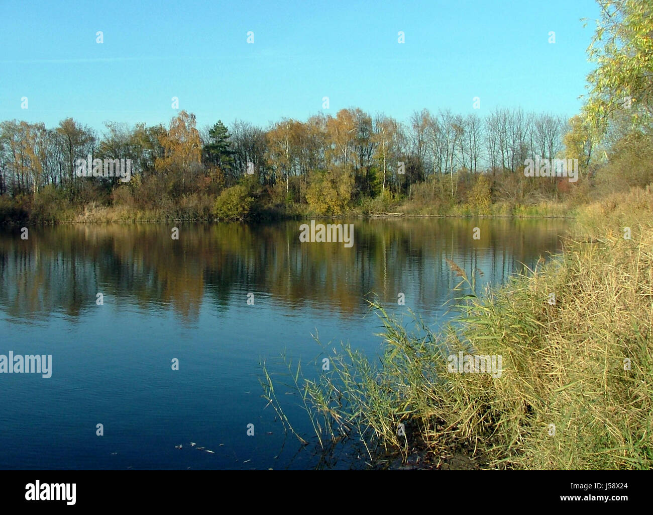 blue tree trees azure fresh water pond water salt water sea ocean bank ...