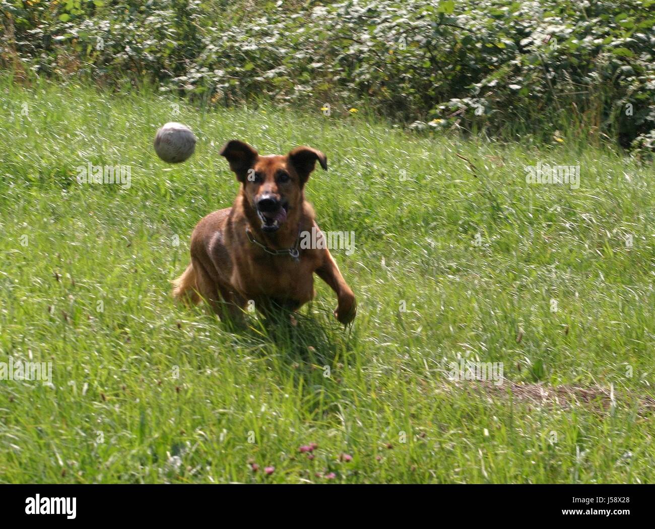 ball catcher 2 Stock Photo - Alamy