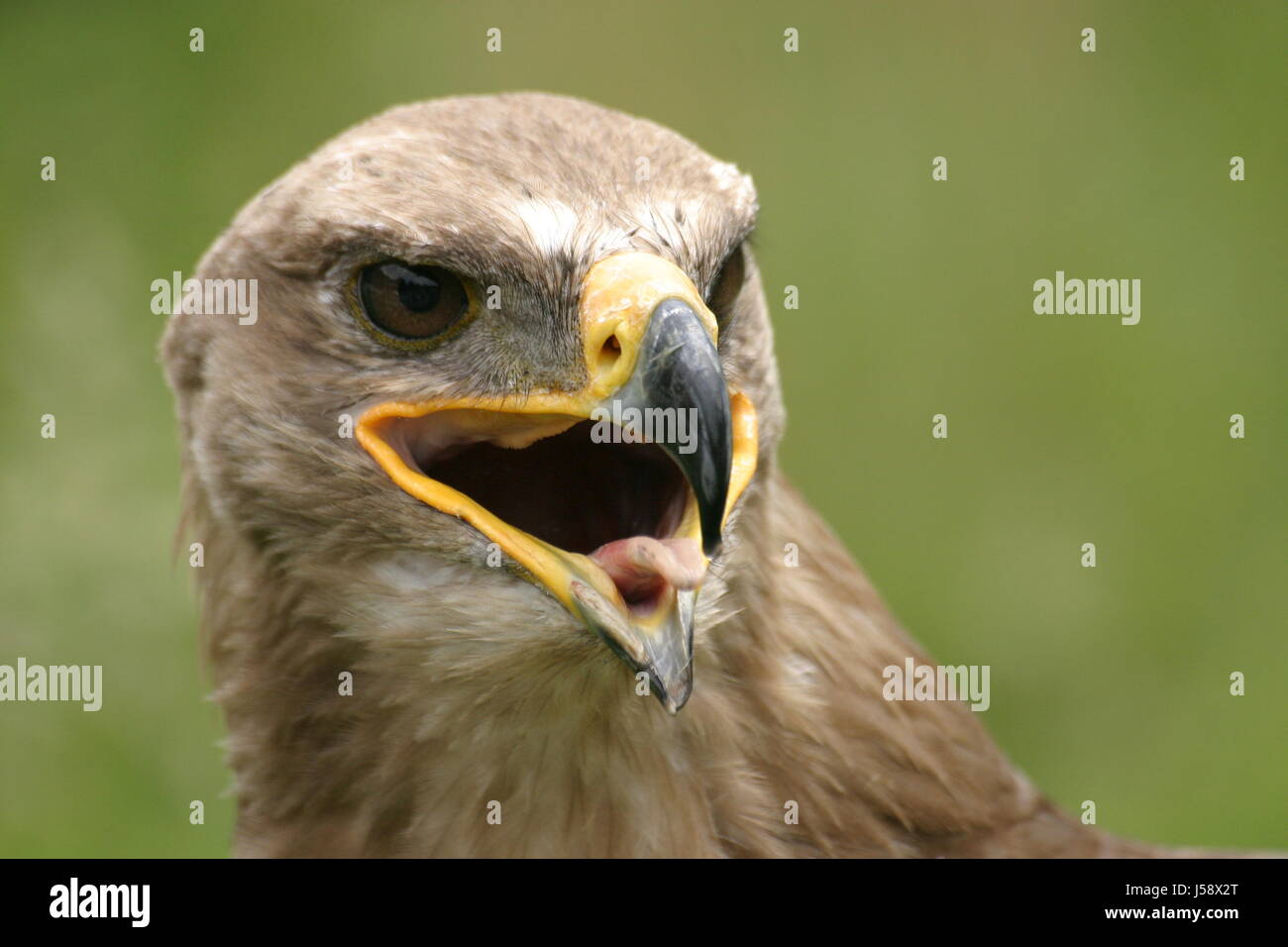 bird hunter tongue birds raptor beak feathering eagle beaks ...