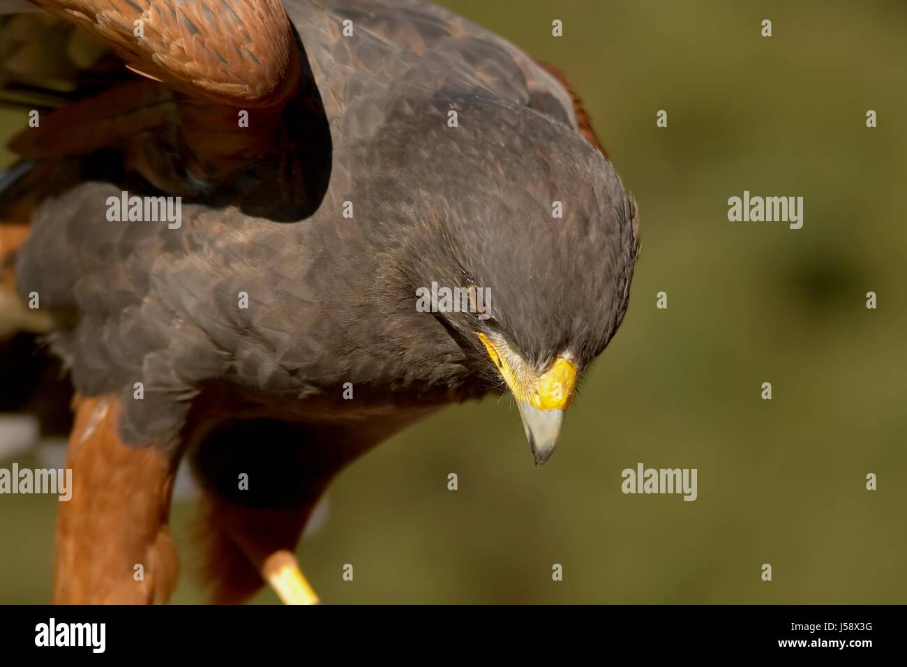 bird green brown brownish brunette animals birds animal portrait raptor ...