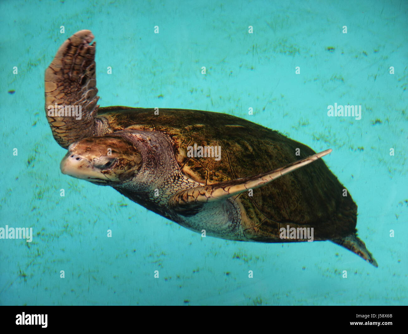 Projeto tamar hi-res stock photography and images - Alamy