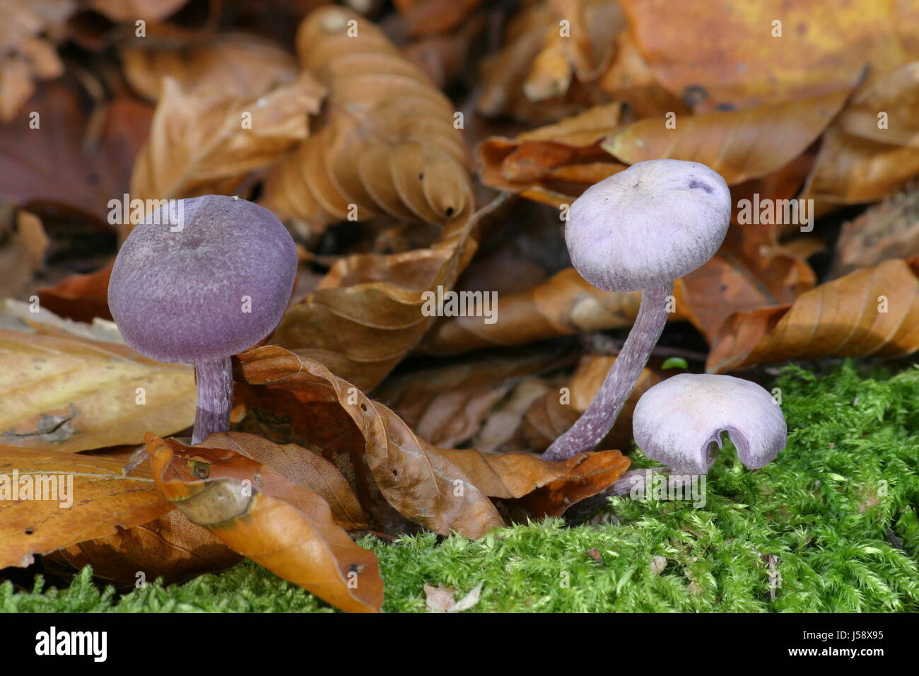 leaves purple violet mushroom fungus autumn foliage autumn leaves ...