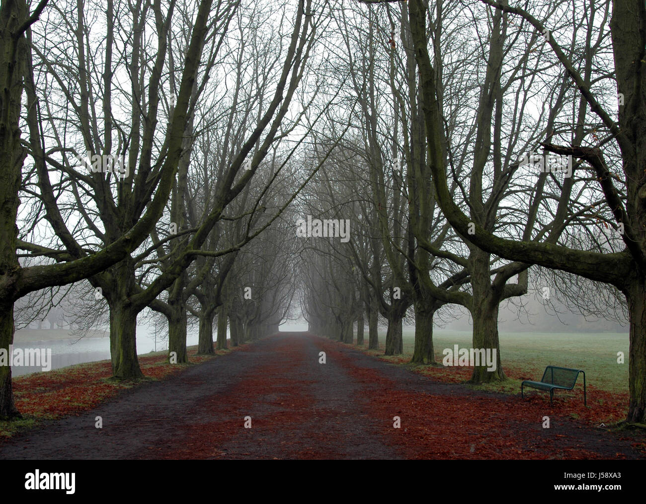 tree trees cold fog fresh water pond water dreary dull lake inland ...