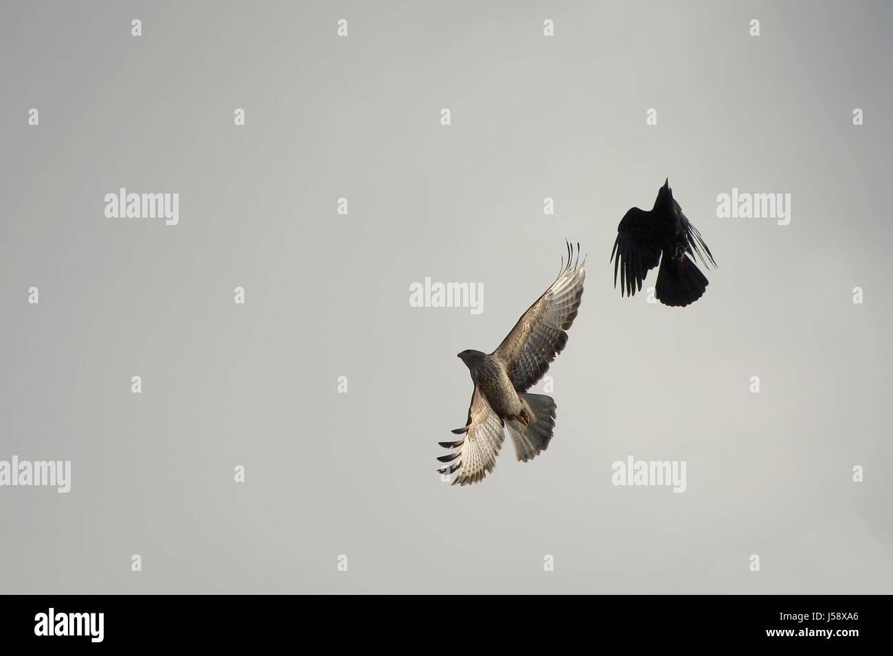 Hunted birds hi-res stock photography and images - Alamy