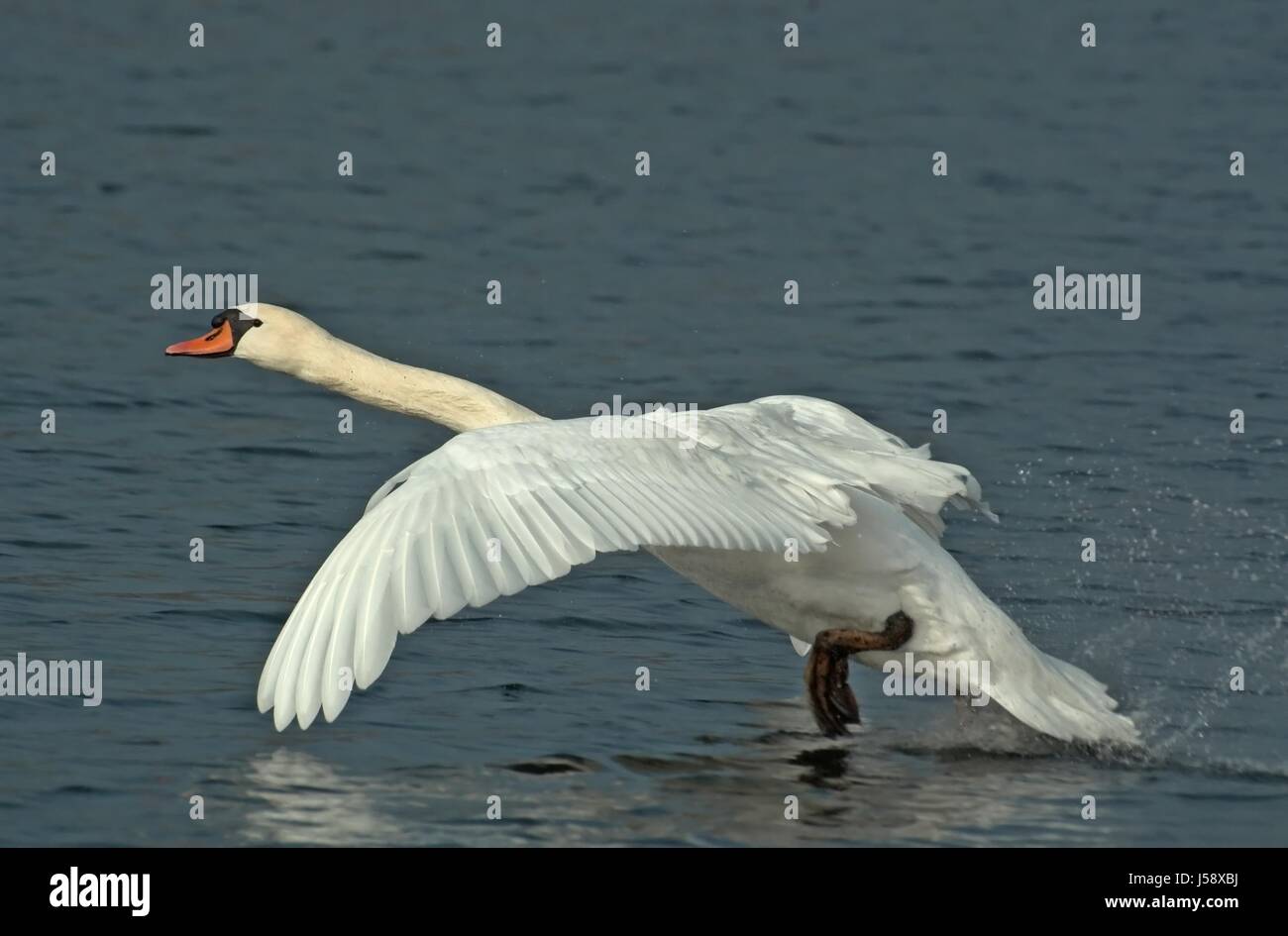 Swing wing hi-res stock photography and images - Alamy