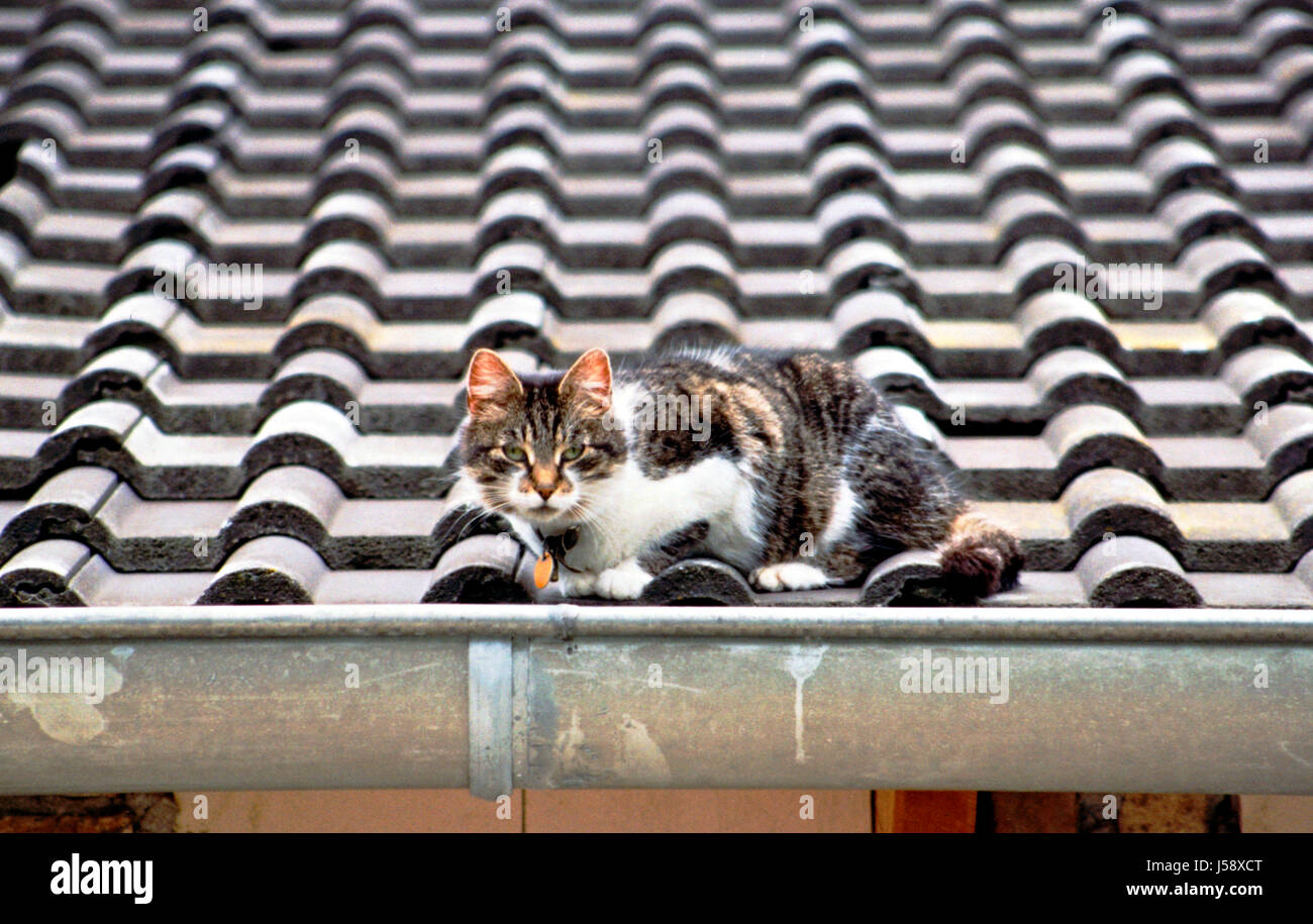 upstairs curious crouch gutter pussycat cat domestic cat rooftop kitten ...