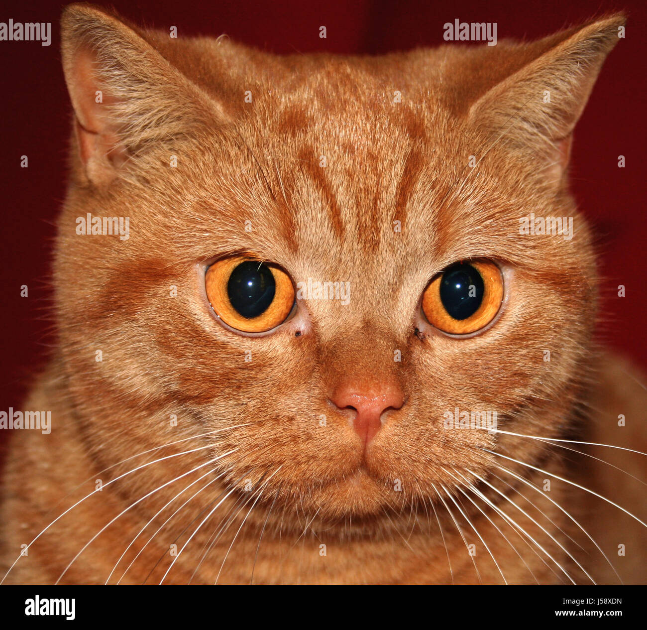 animal pet portrait reddish mild cat portrait cement race orange ...