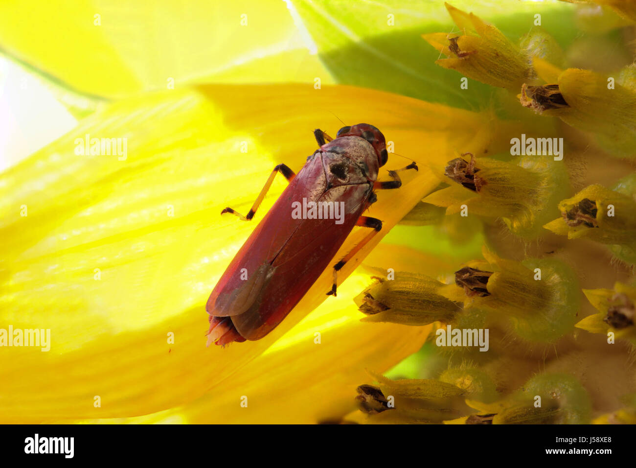 Close up macro of bug on sunflower Stock Photo - Alamy