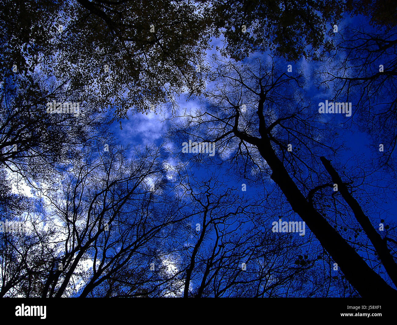 blue shine shines bright lucent light serene luminous tree trees ...