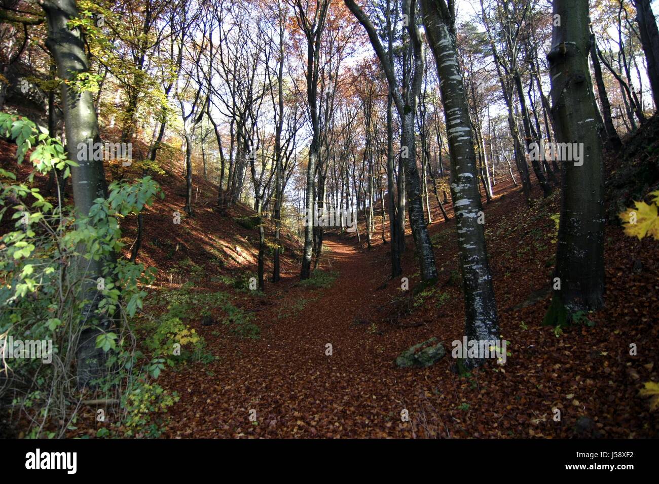 tree trees lines perspective prospect fields meadows contrasts woods ...