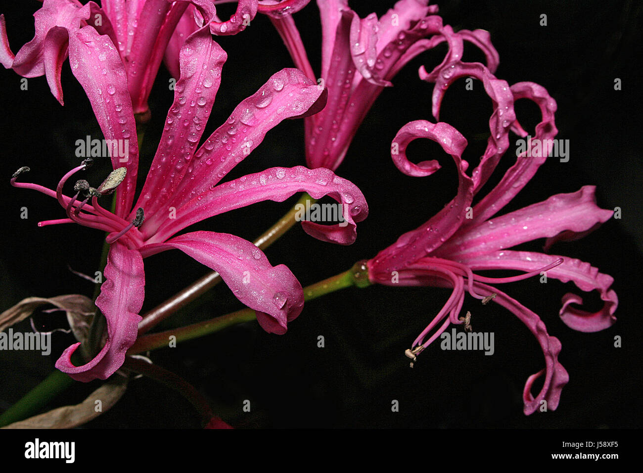 Nerine sarniensis hi-res stock photography and images - Alamy
