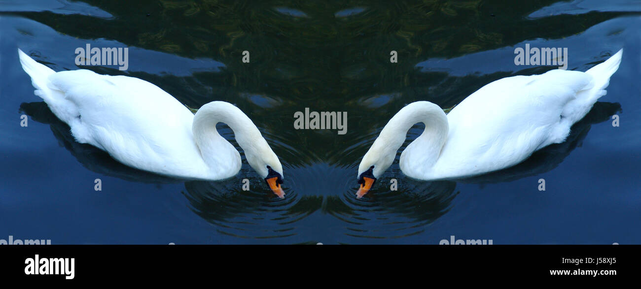 animal bird swans swan birds wing radio silence quietness silence ...