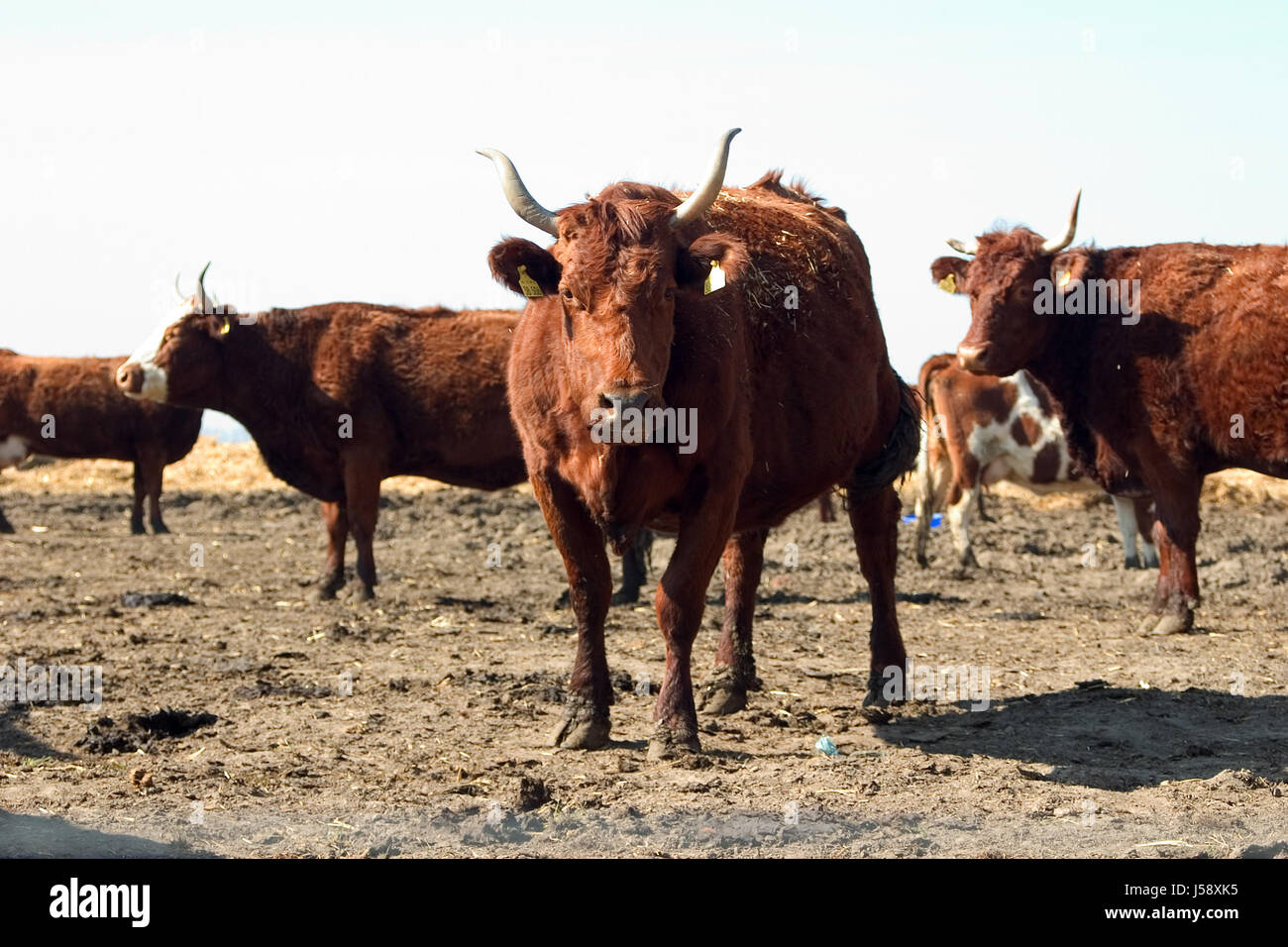 Nstern hi-res stock photography and images - Alamy