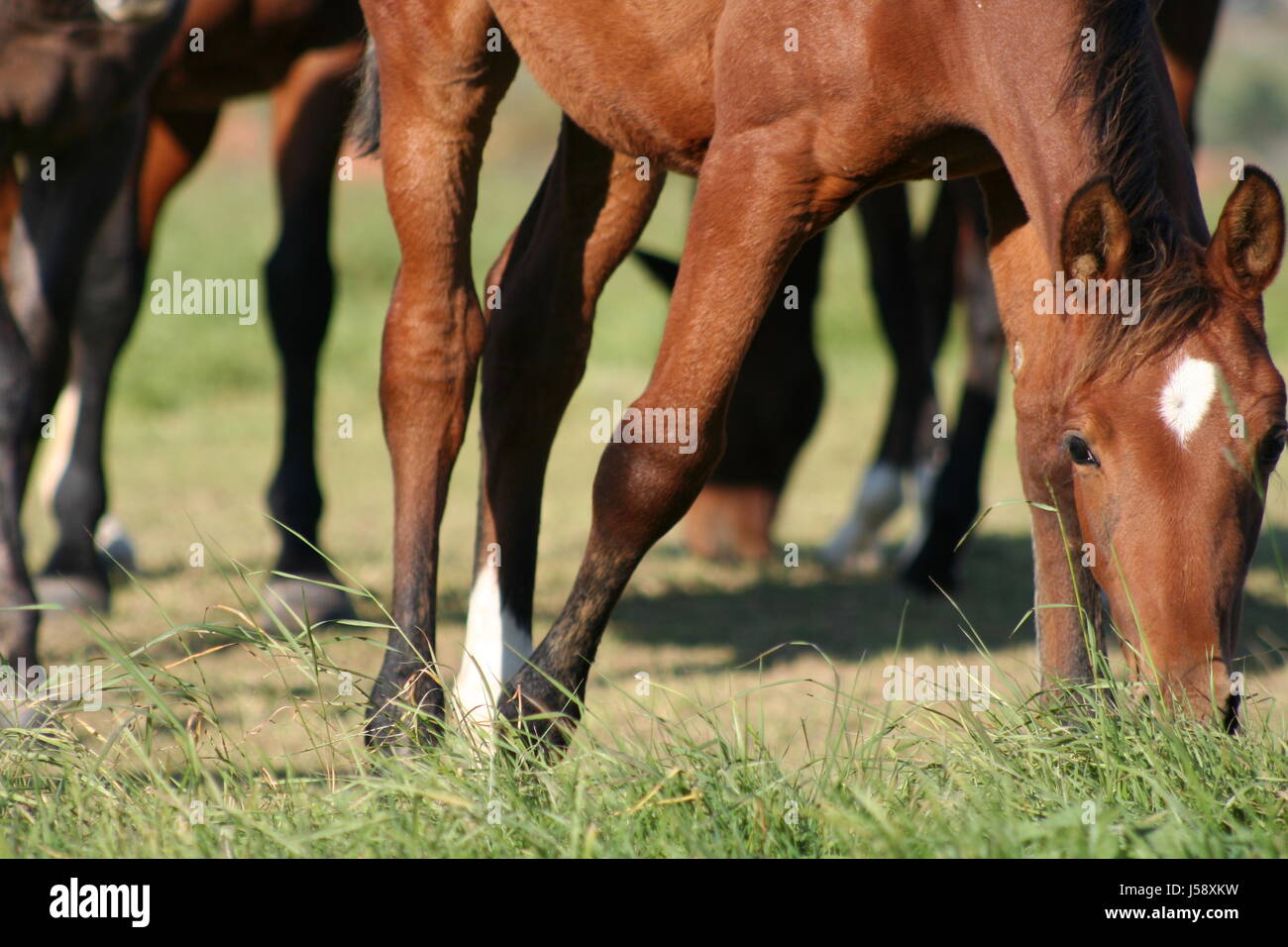 legs ride horse hunger agriculture farming quadruped hungry to gorge ...