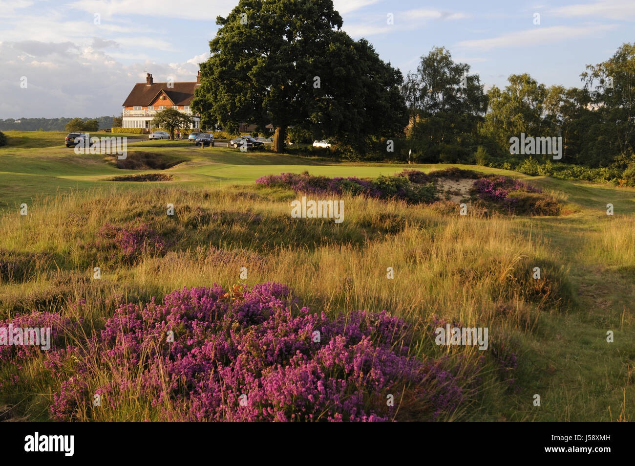 View over heather and fescue grass to small bunkers and 9th Green and ...