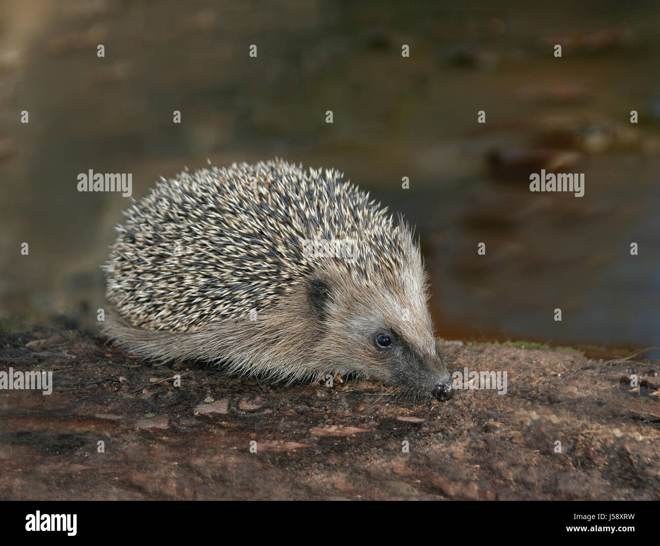 Hedgehog position hi-res stock photography and images - Alamy