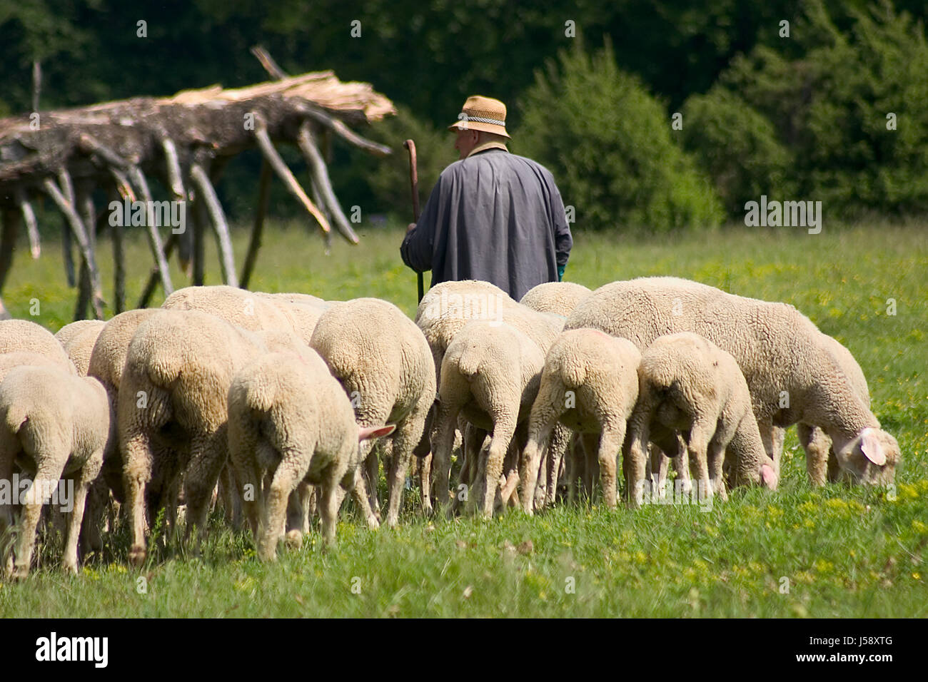 Sheep and their shepherd hi-res stock photography and images - Alamy