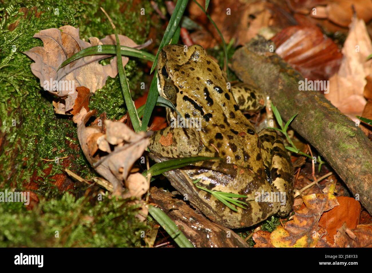 Groer frosch hi-res stock photography and images - Alamy